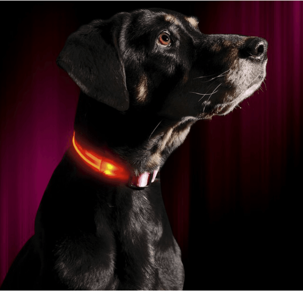 Le Dog Light - Collier lumineux LED pour chien – Tao-K9